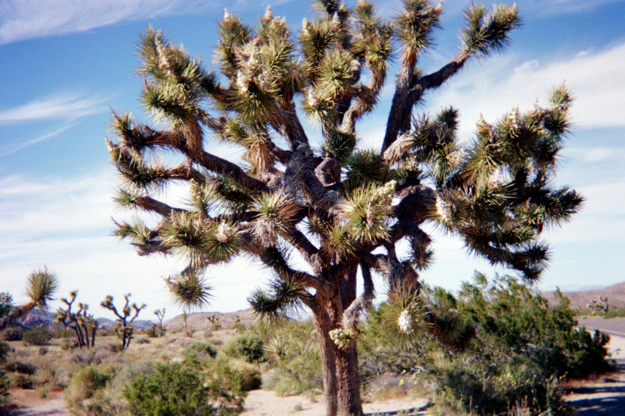 joshua tree national park